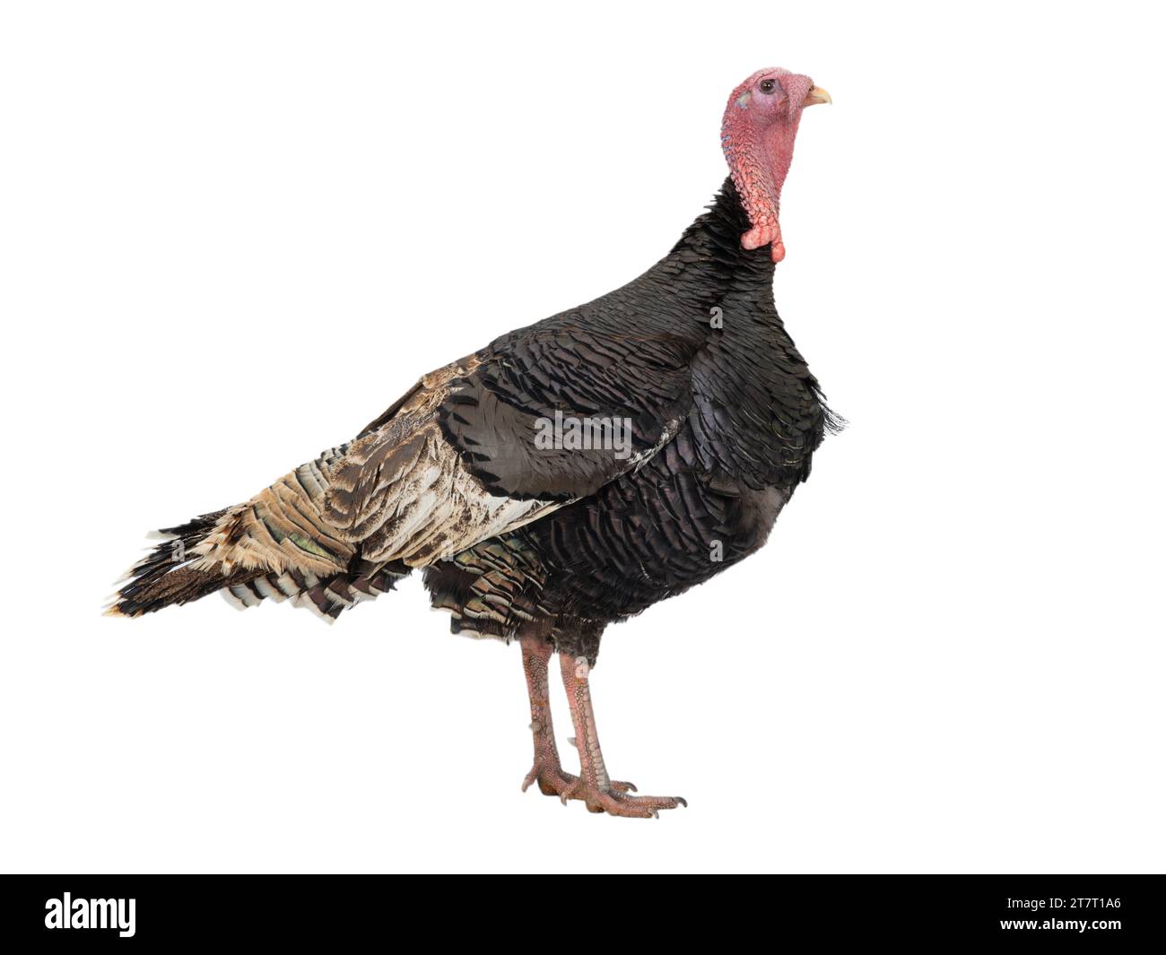 Turkey bird red neck Cut Out Stock Images & Pictures - Alamy