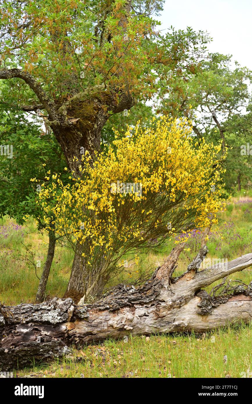 Portuguese broom, spanish broom or hairy fruited broom (Cytisus ...