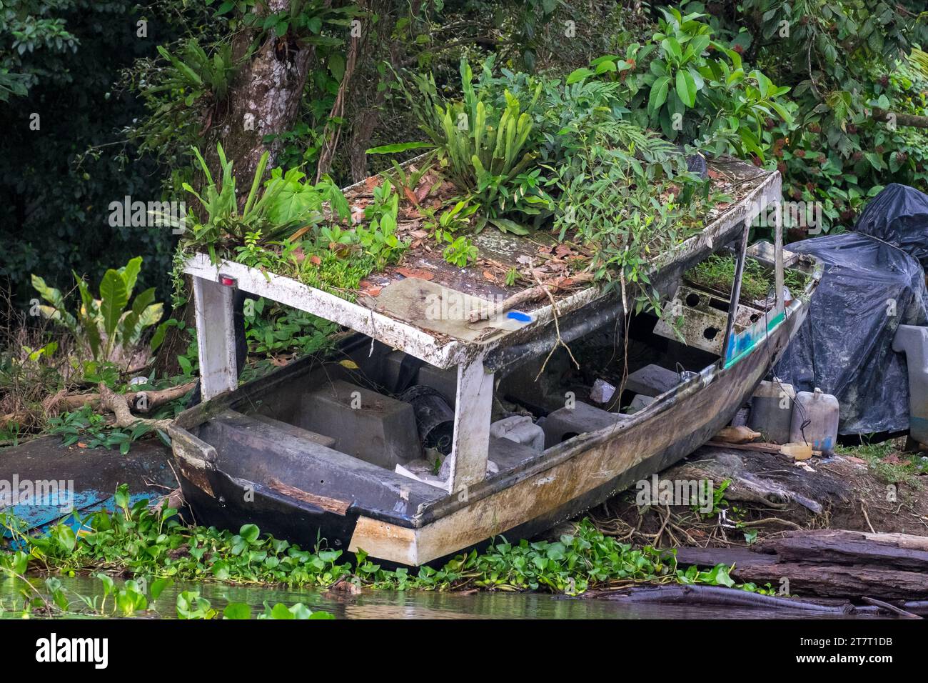 Remains of an abandoned canoe invaded by nature on the shores of the ...