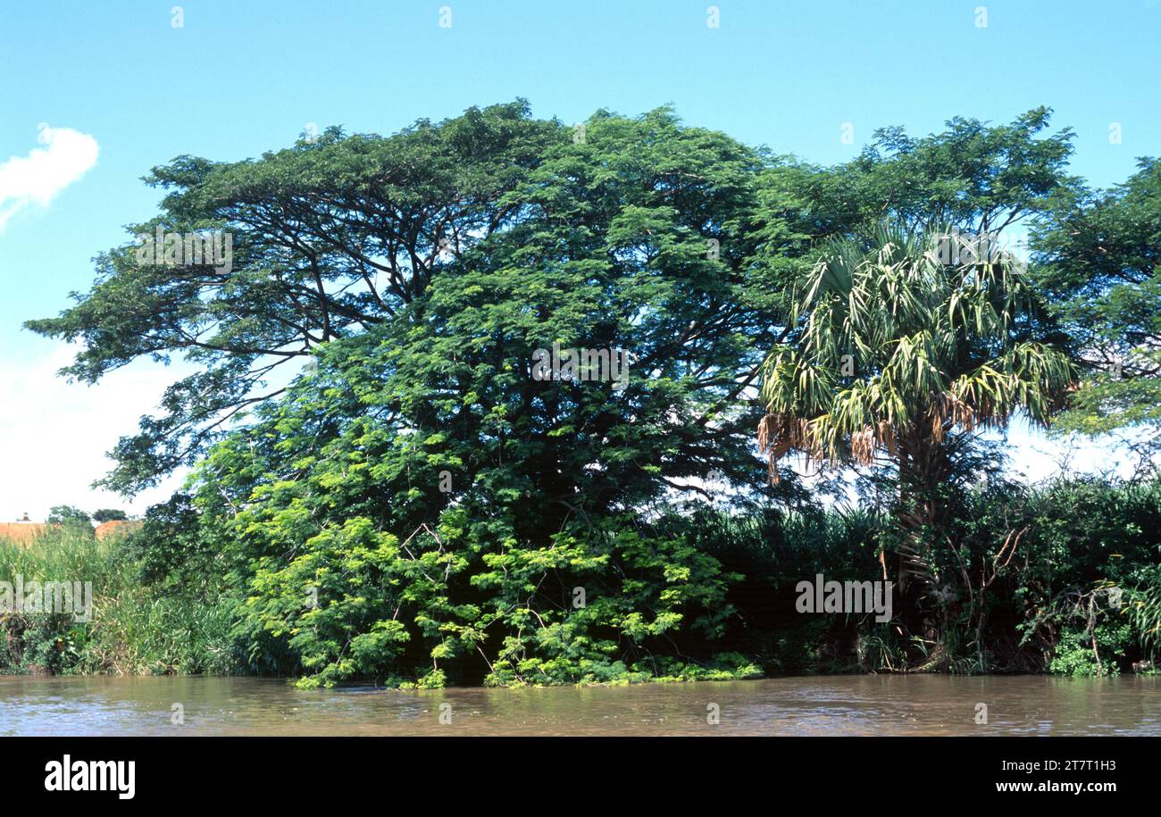 Guanacaste (Enterolobium cyclocarpum) is a deciduous tree native to ...