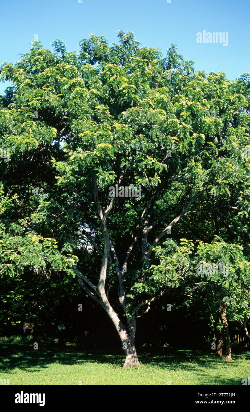 Guanacaste (Enterolobium cyclocarpum) is a deciduous tree native to ...