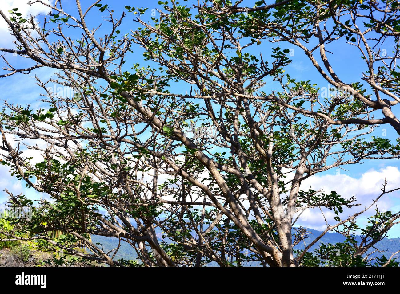 Common coral-tree (Erythrina lysistemon) is an ornamental deciduous ...