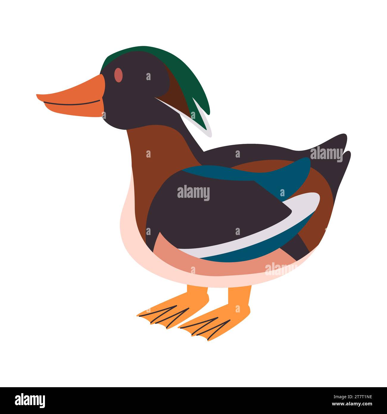 Mallard duck hen Stock Vector Images - Alamy
