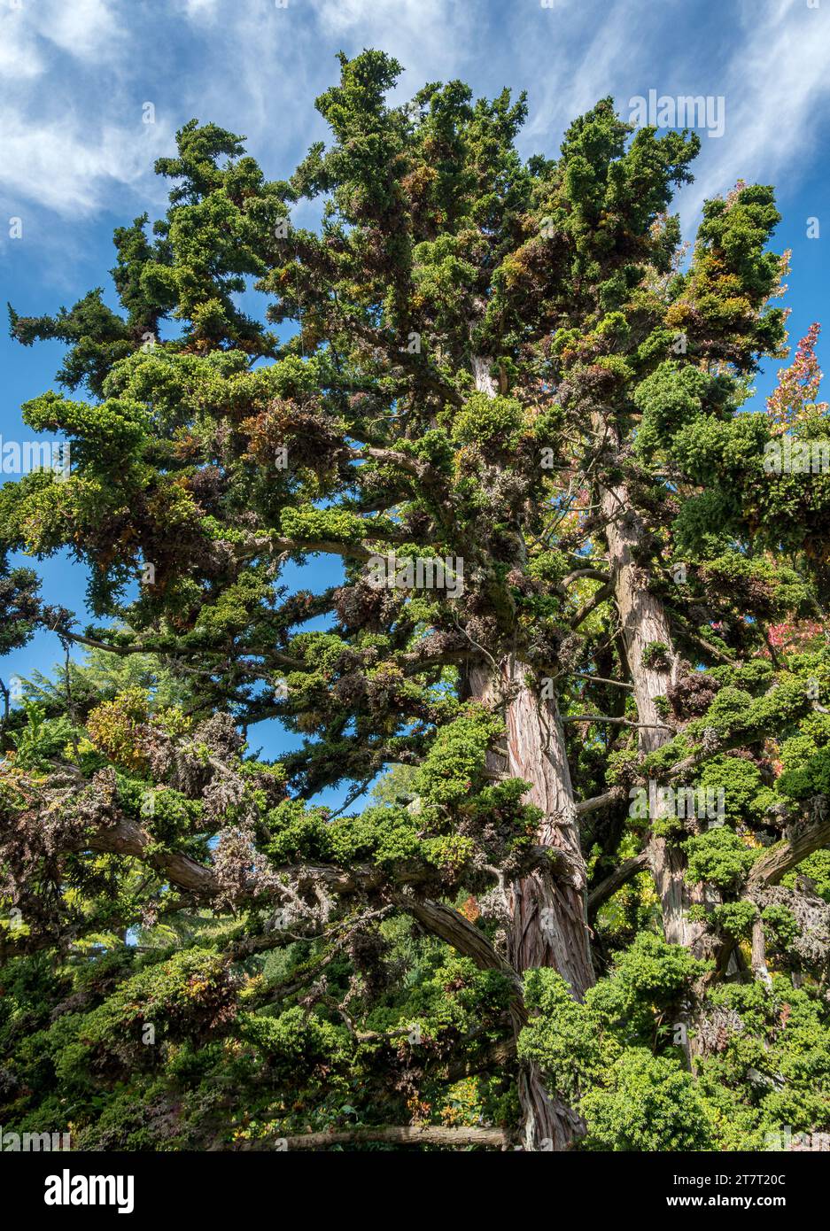 Japanese sickle fir, Cryptomeria japonica, Bandai Sugi, family ...