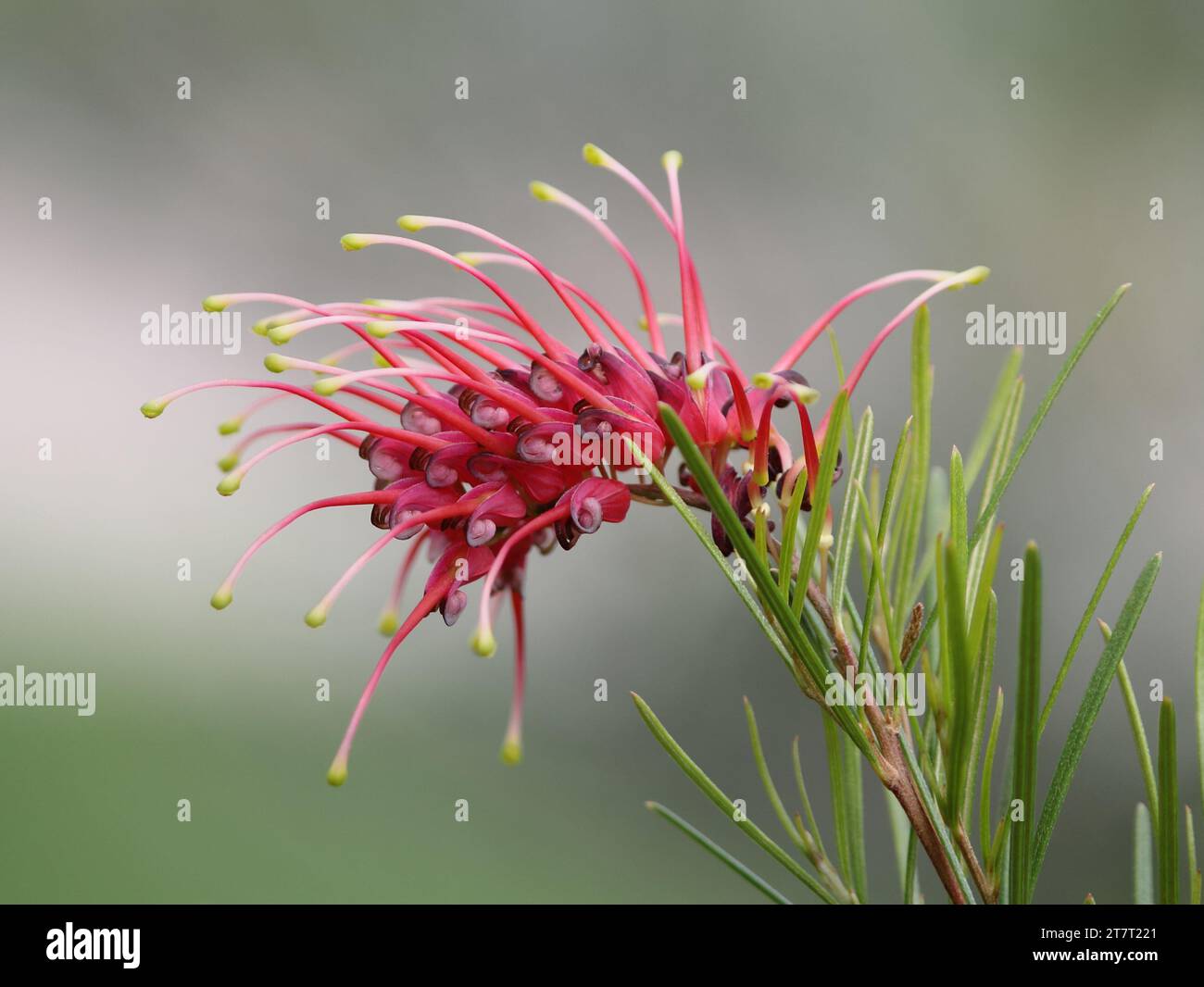 Grevillea flower hi-res stock photography and images - Alamy
