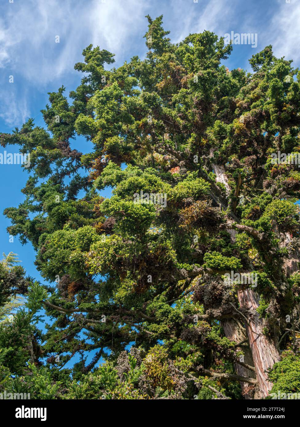 Japanese sickle fir, Cryptomeria japonica, Bandai Sugi, family ...