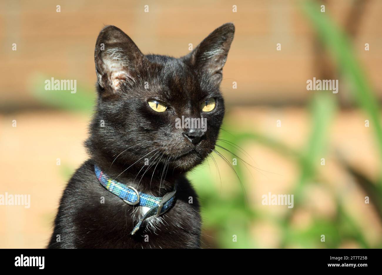 Cute and adorable black cat animal outside in a garden Stock Photo - Alamy
