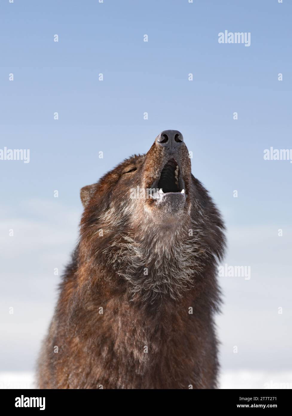 Canadian wolf howls against the blue sky Stock Photo - Alamy