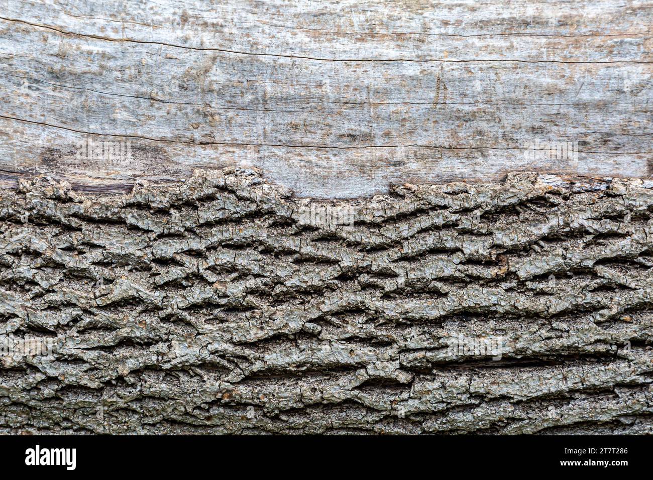 Horizontal lines on bark hi-res stock photography and images - Alamy