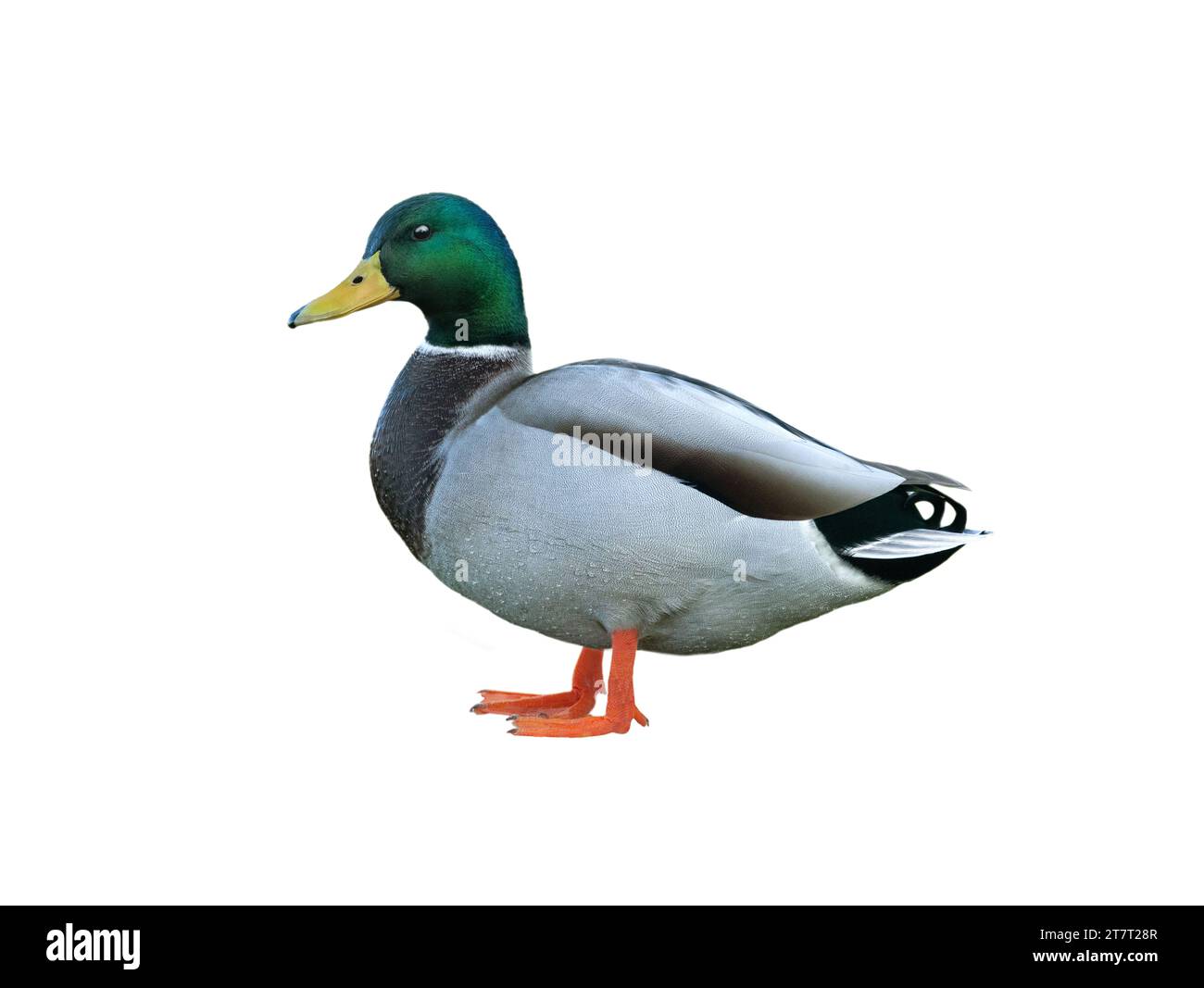 male mallard duck isolated on a white background Stock Photo - Alamy