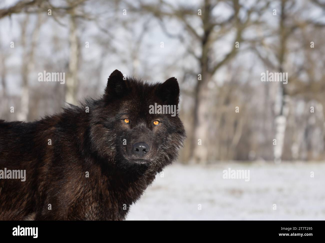 Canadian wolf against a forest background Stock Photo - Alamy