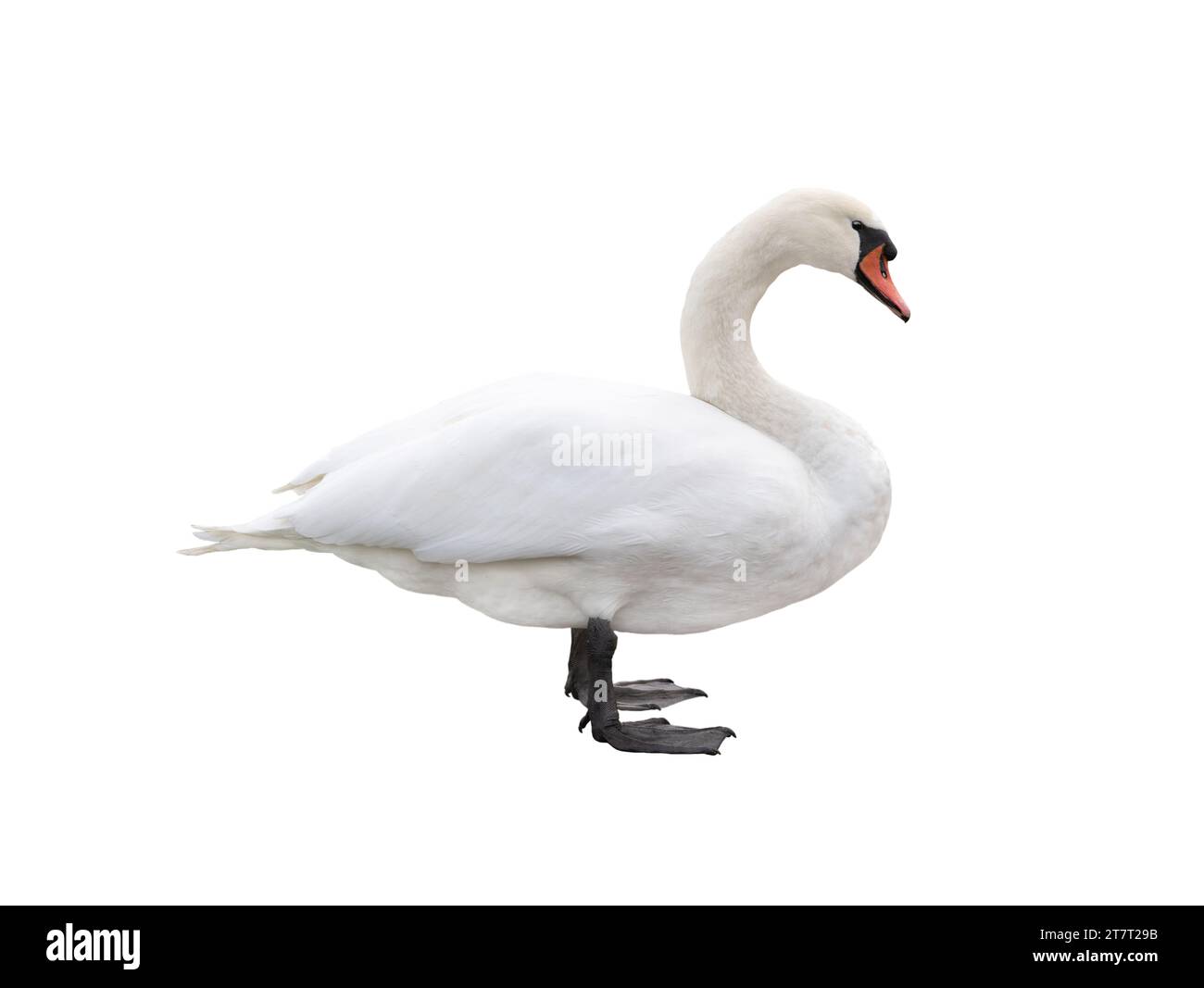 Head white swan Cut Out Stock Images & Pictures - Alamy