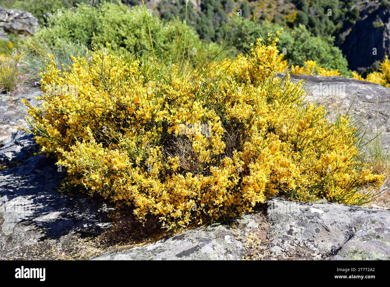 Abrojos or piorno erizo (Genista hystrix) is a spiny shrub endemic to ...