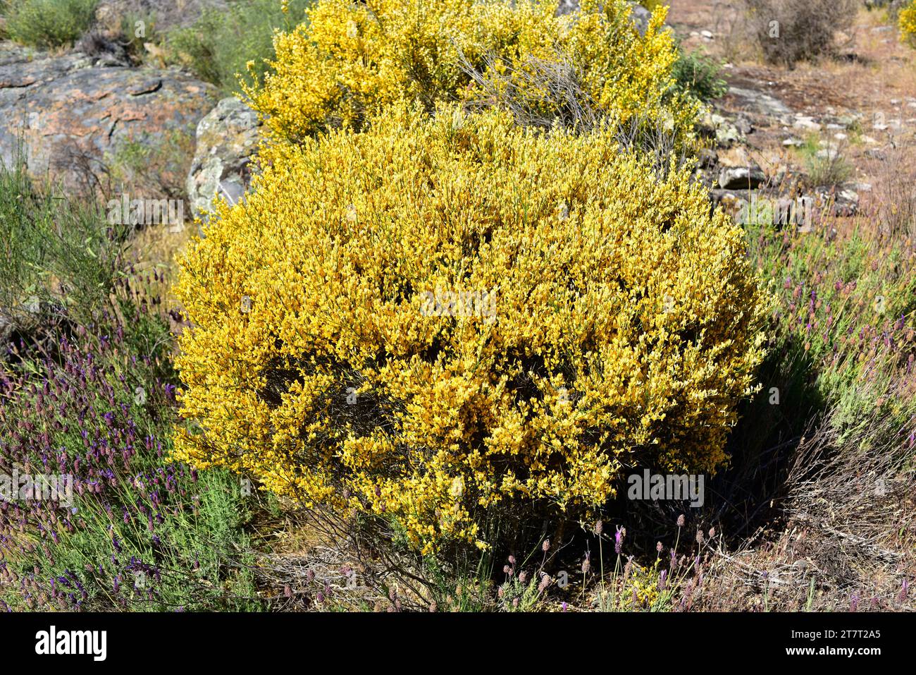 Abrojos or piorno erizo (Genista hystrix) is a spiny shrub endemic to ...