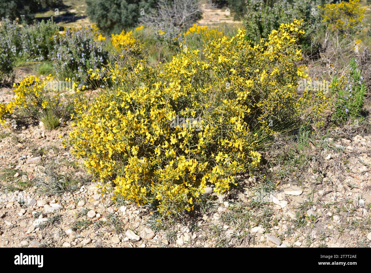 Aulaga or argoma (Genista scorpius) is a spiny shrub endemic to Eastern ...