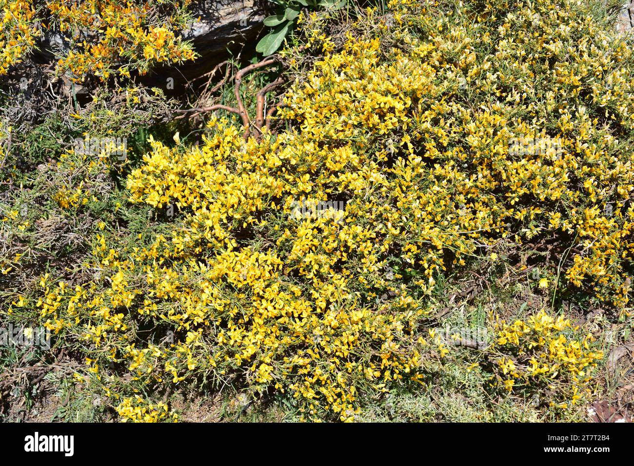 Aulaga morisca hi-res stock photography and images - Alamy