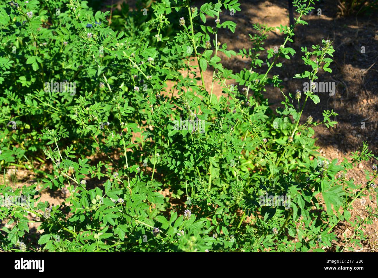 German licorice prickly licorice hi-res stock photography and images ...