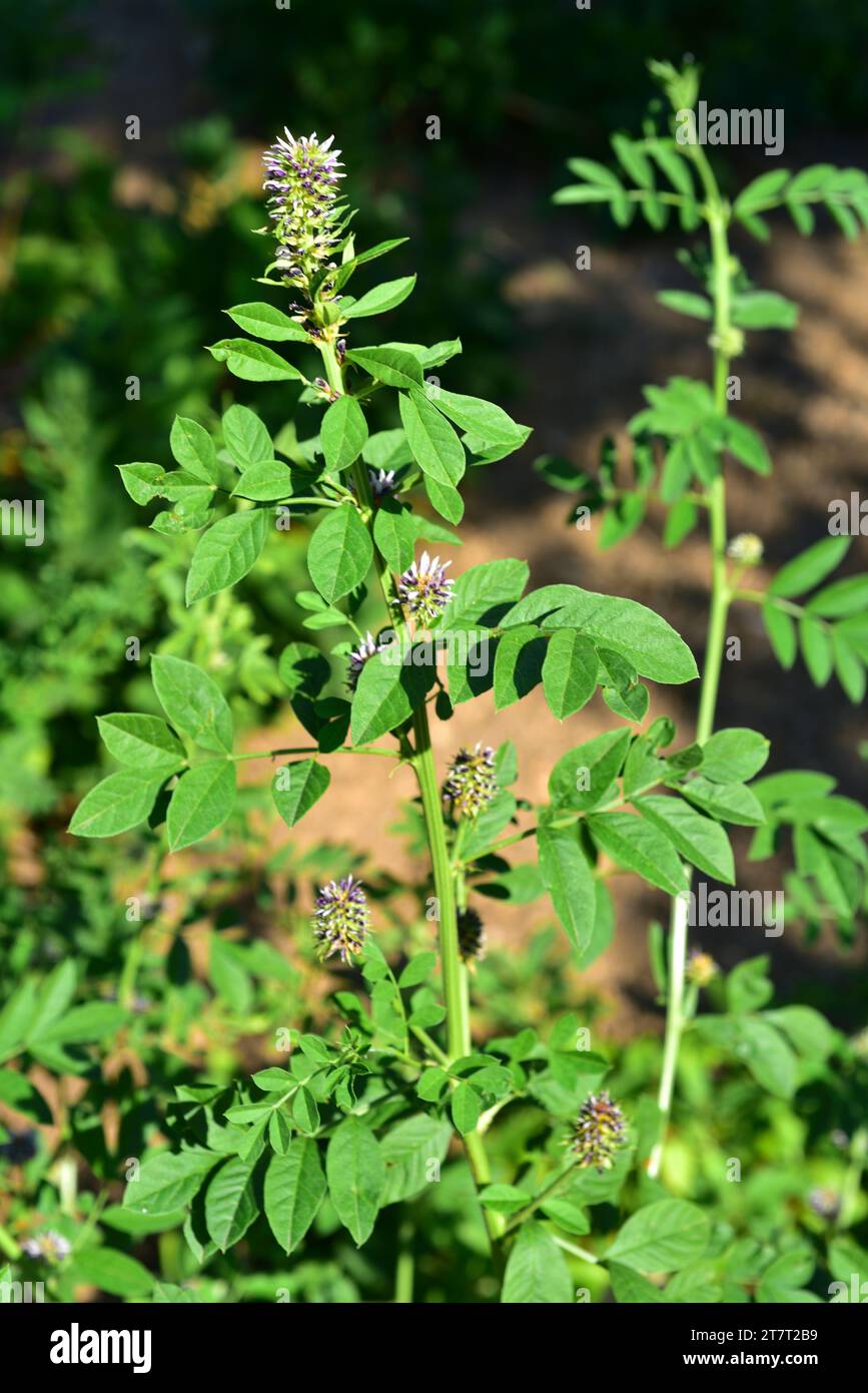 German licorice prickly licorice hi-res stock photography and images ...