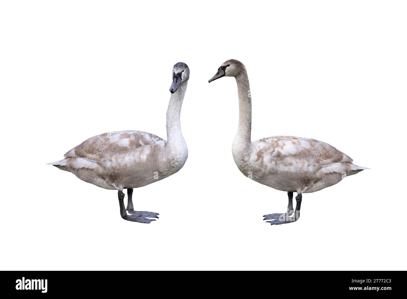 Two wild adult white Cut Out Stock Images & Pictures - Alamy