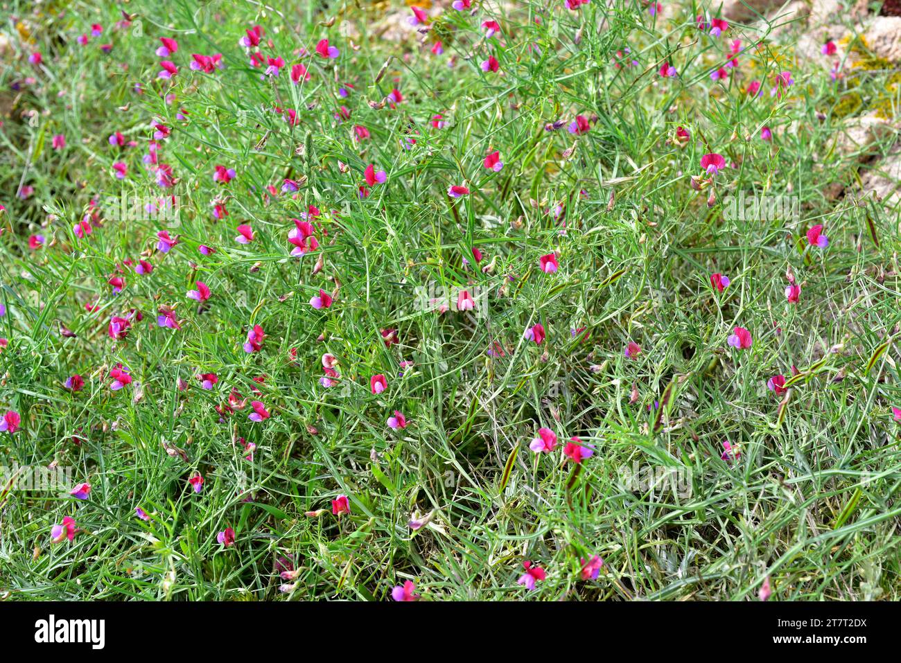 Spanish vetchling (Lathyrus clymenum) is an annual plant native to ...