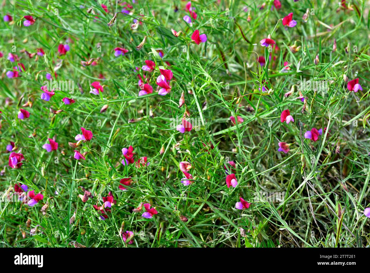 Spanish vetchling (Lathyrus clymenum) is an annual plant native to ...