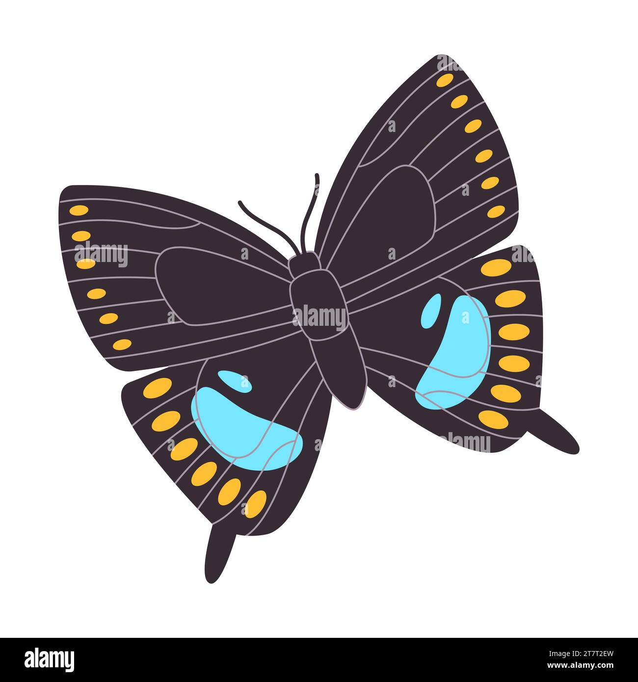 Spicebush moth Stock Vector Images - Alamy