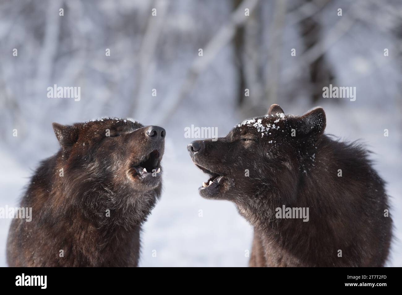 two howling canadian wolf in winter against the background of snowing ...