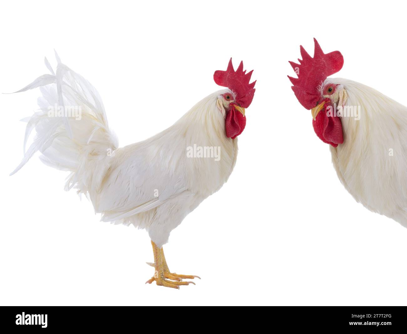 white rooster isolated on a white background Stock Photo - Alamy