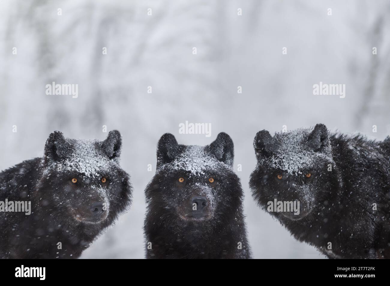 Canadian wolf leading through the forest during a snowfall Stock Photo ...