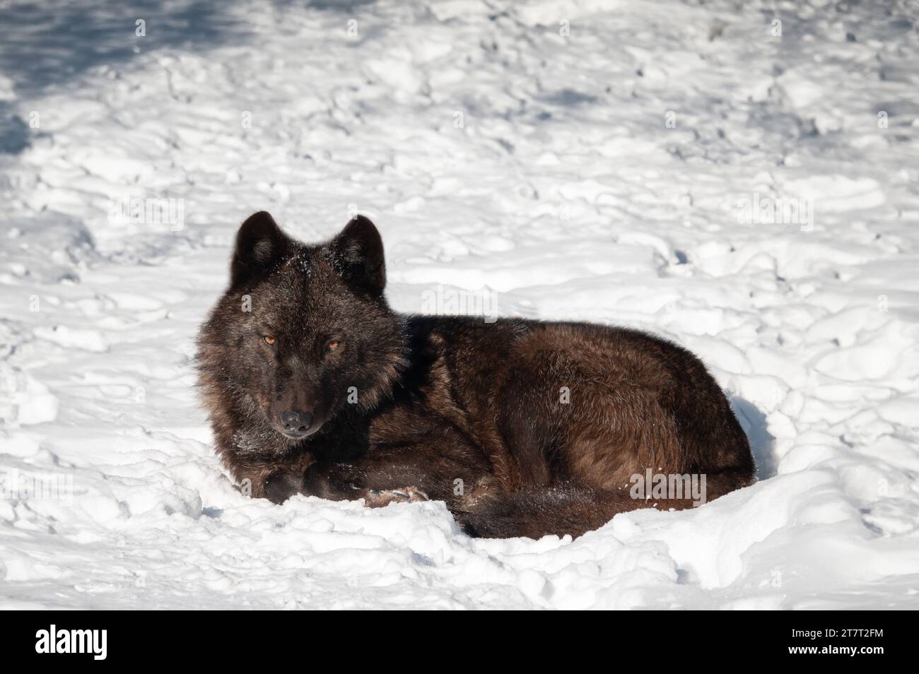 Wolves mascot hi-res stock photography and images - Alamy