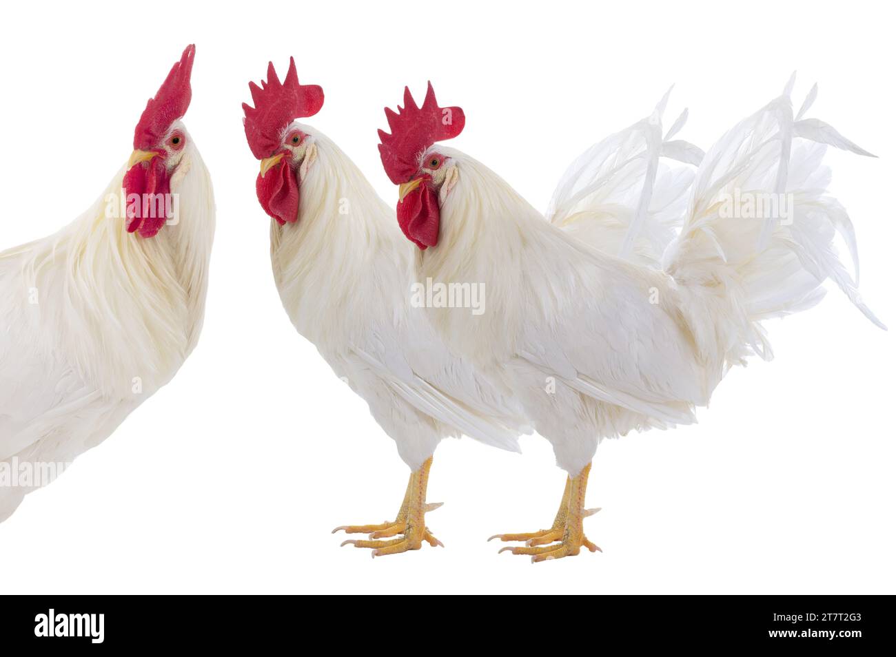 three rooster isolated on a white background Stock Photo - Alamy