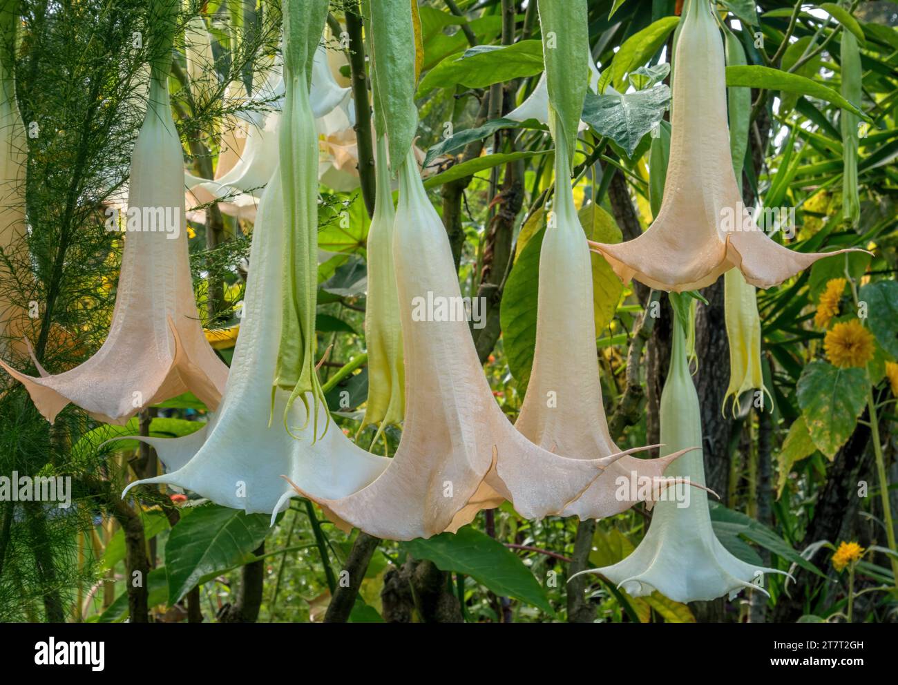 Flower of an angel's trumpet (Brugmansia) on the island of Mainau, Lake ...