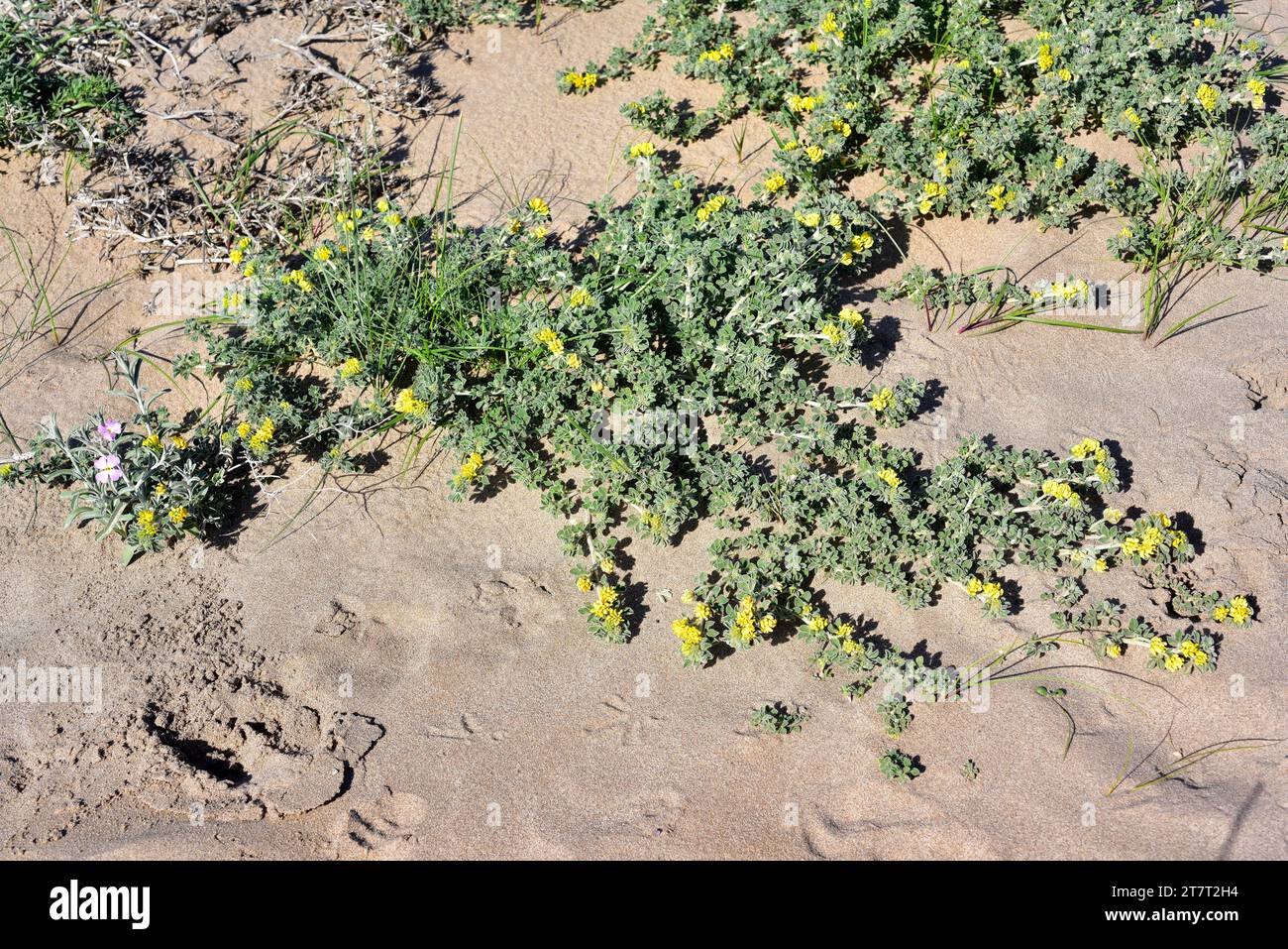 Sea medick (Medicago marina) is a perennial prostrate plant native to ...