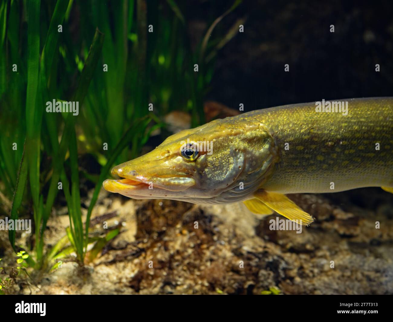 portrait of a pike underwater Stock Photo - Alamy