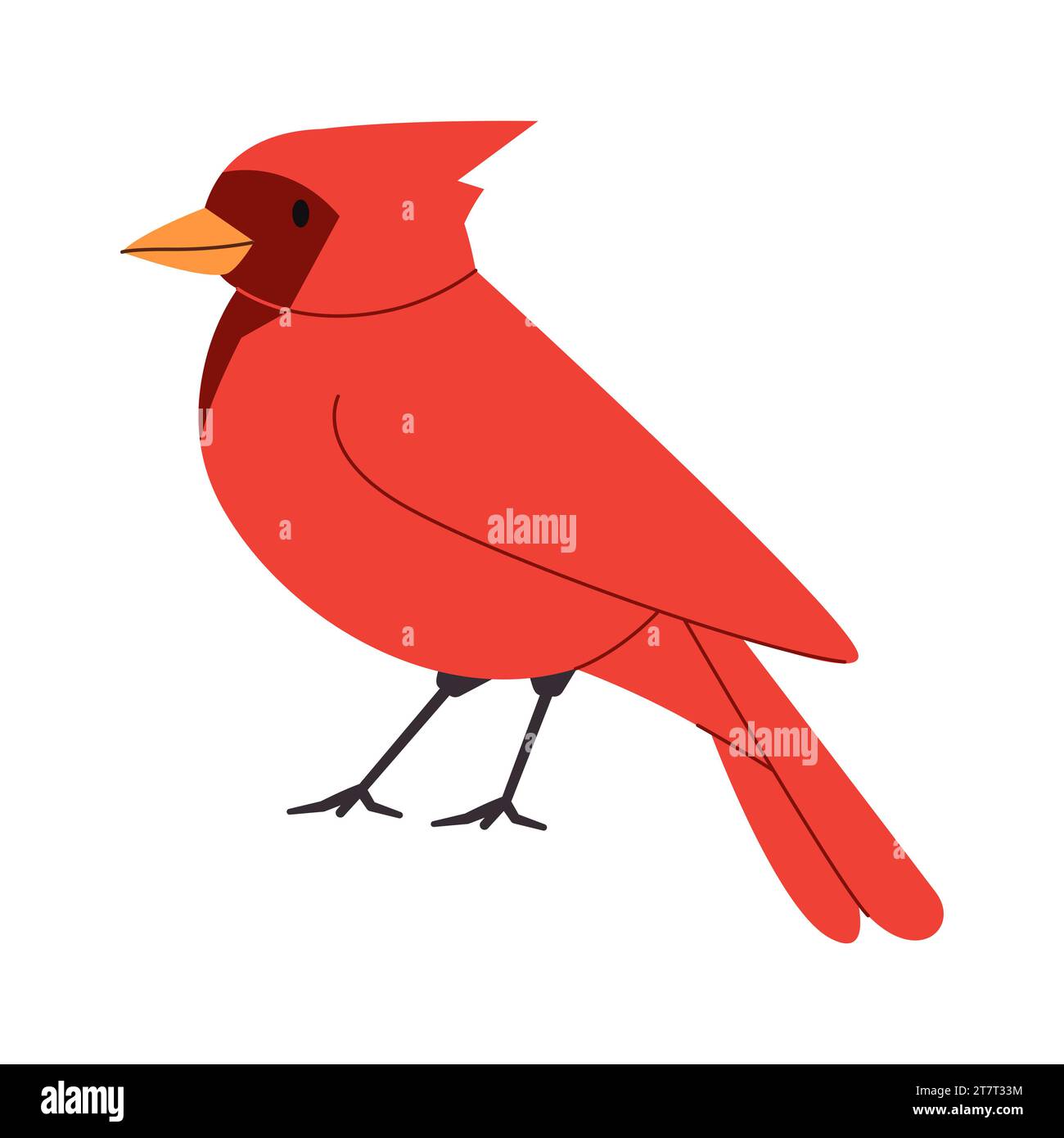 red color northern cardinal bird small cute beautiful species wild ...