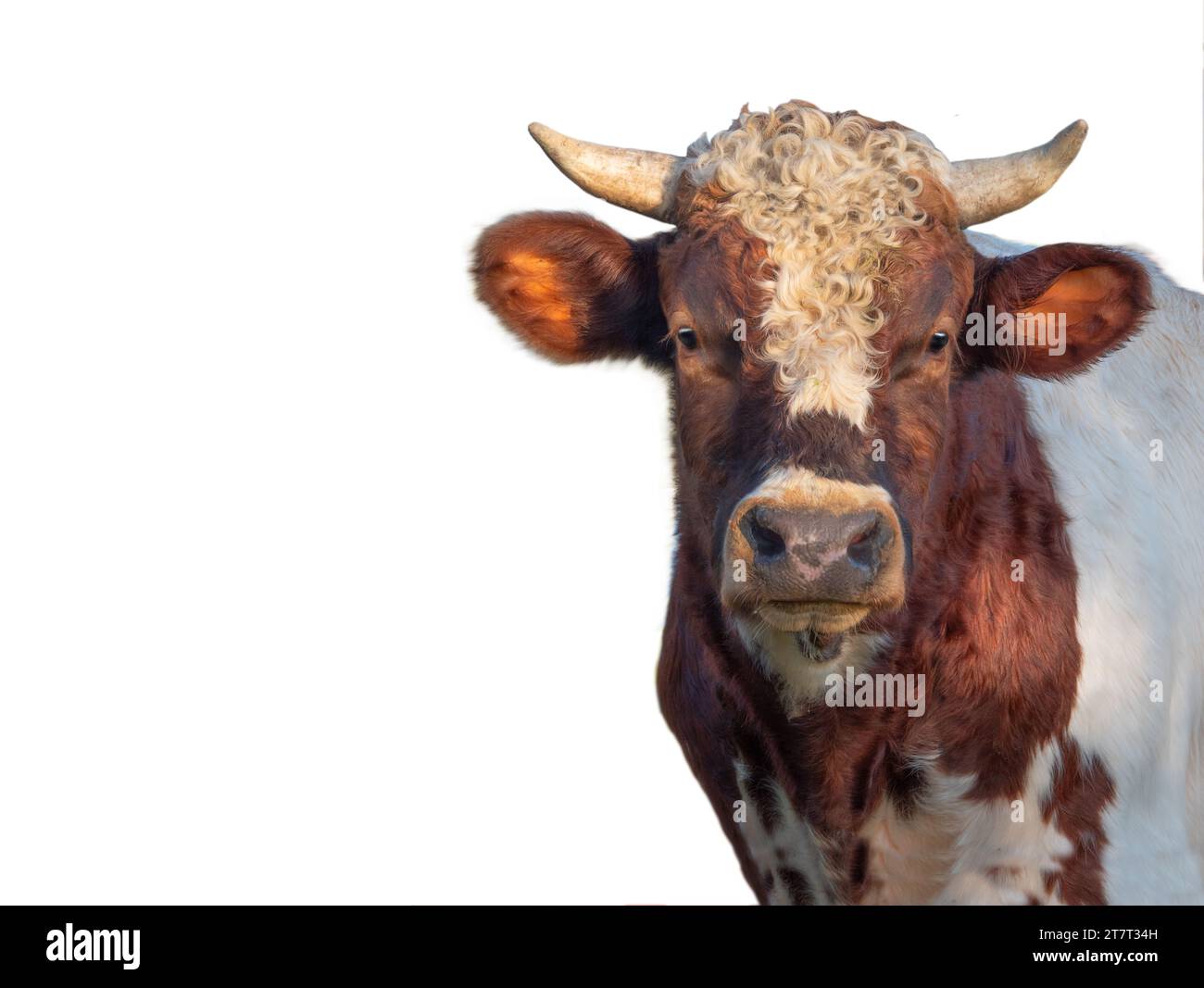 portrait of a bull isolated on white background Stock Photo - Alamy