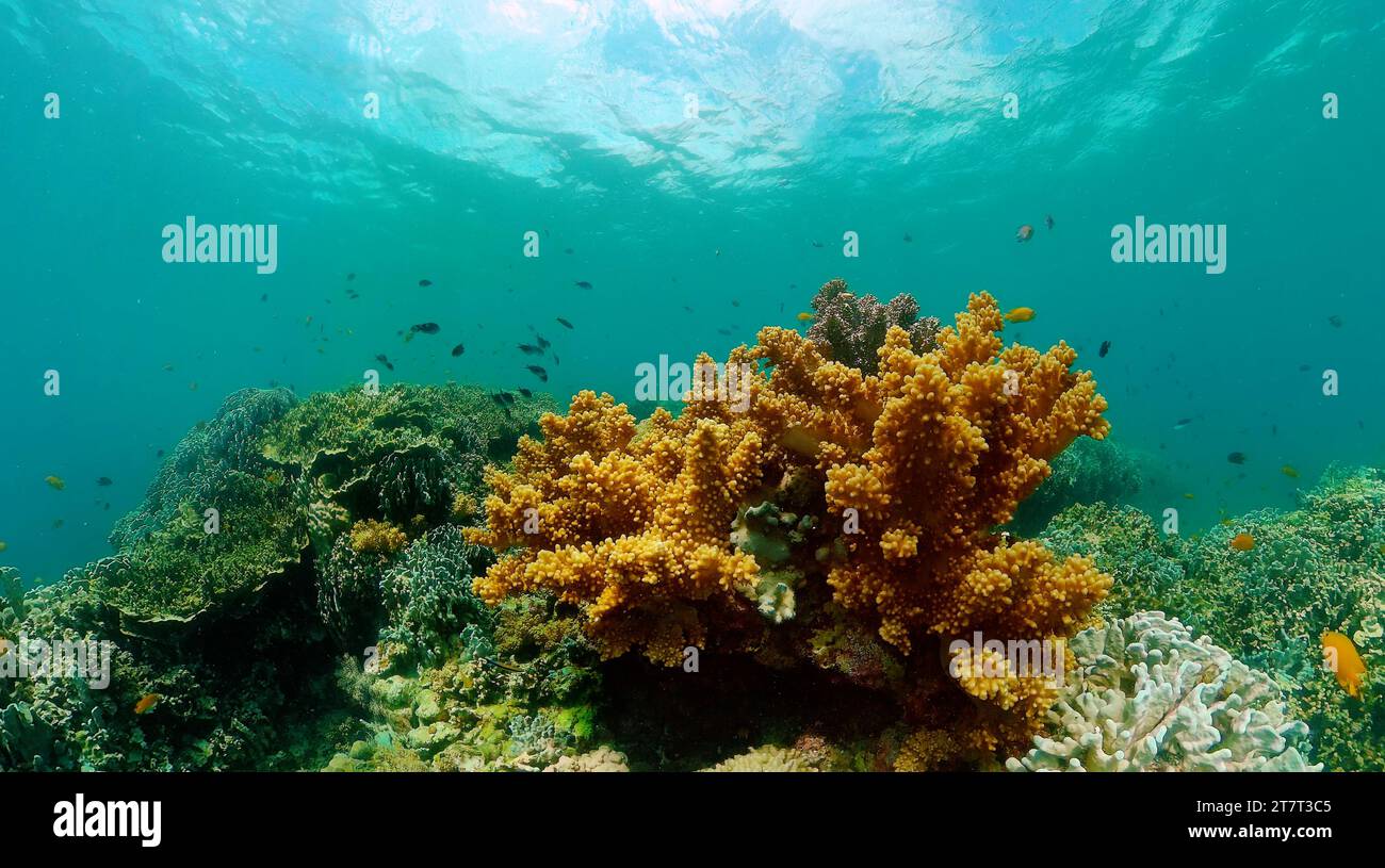 Coral reef and tropical fish under the sea floor. Underwater world ...
