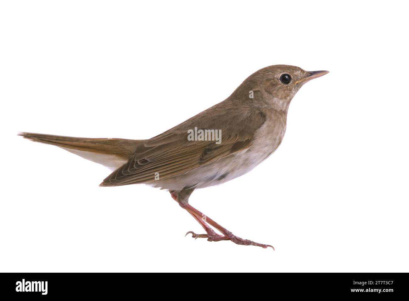 nightingale isolated on white background Stock Photo - Alamy