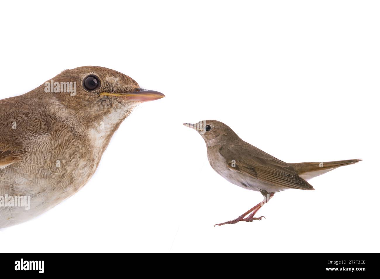 nightingale isolated on white background Stock Photo - Alamy