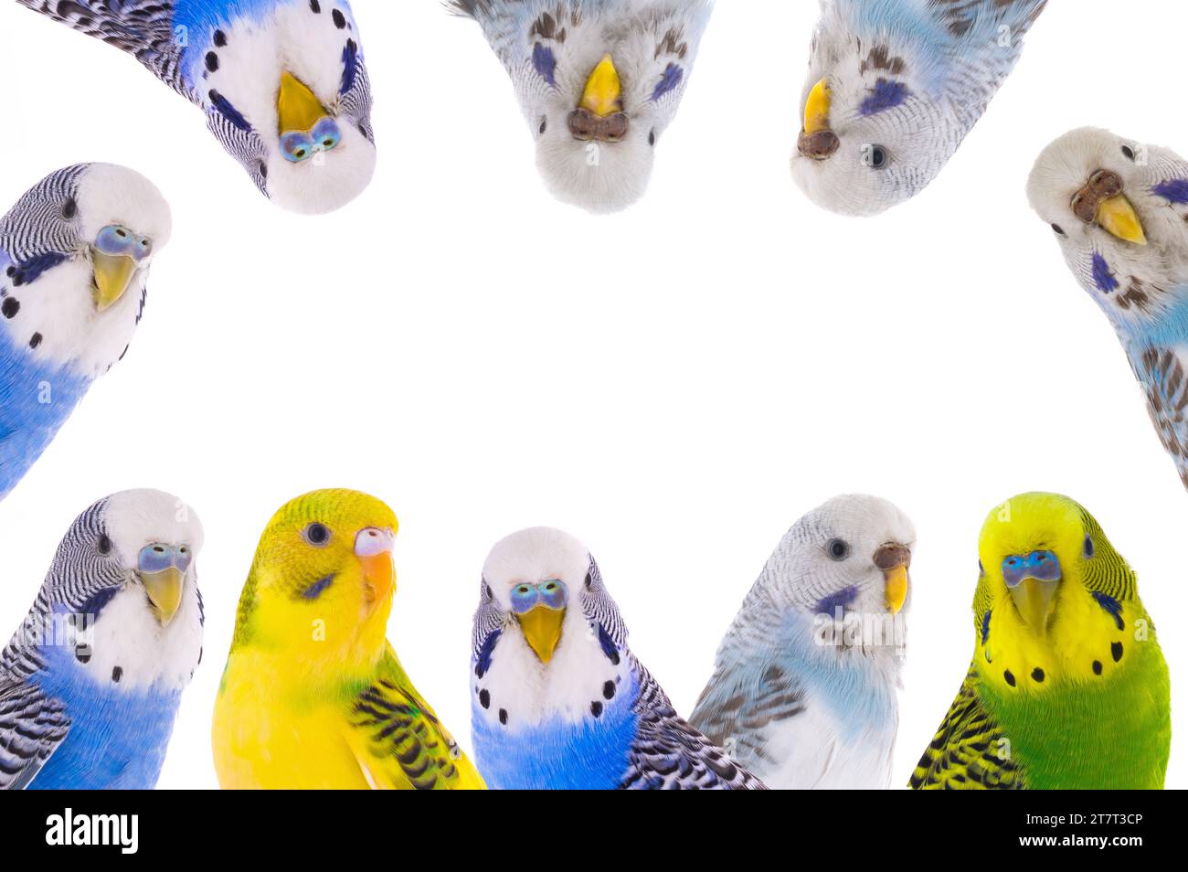 Australian budgerigar isolated on a white background Stock Photo - Alamy
