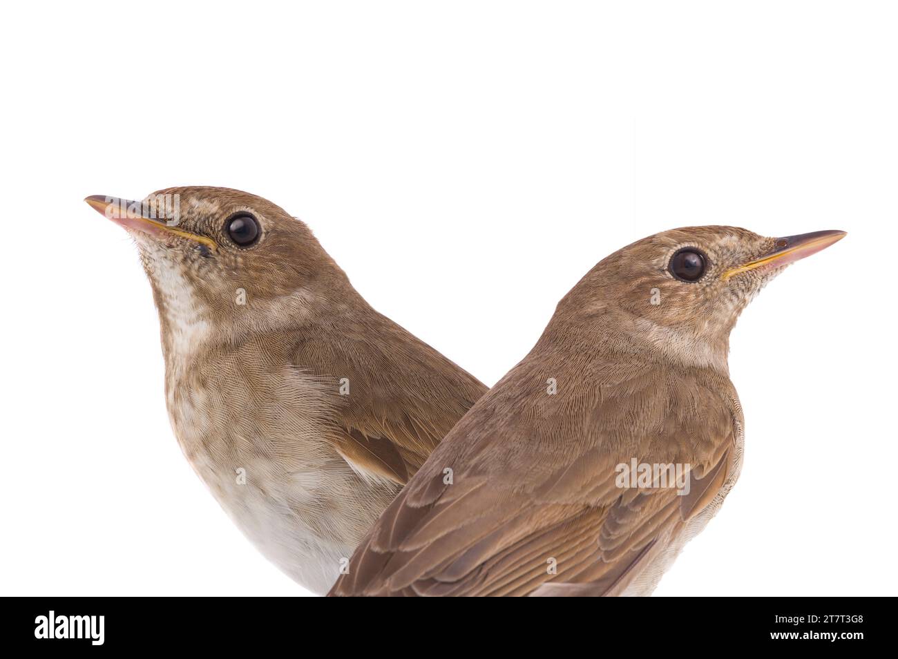 nightingale isolated on white background Stock Photo - Alamy
