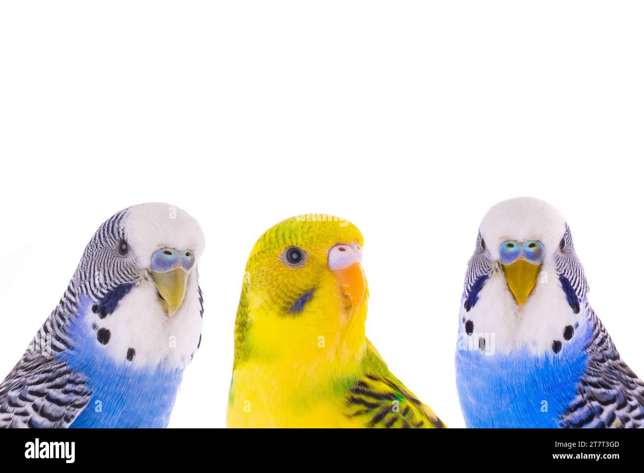 Australian budgerigar isolated on hi-res stock photography and images ...