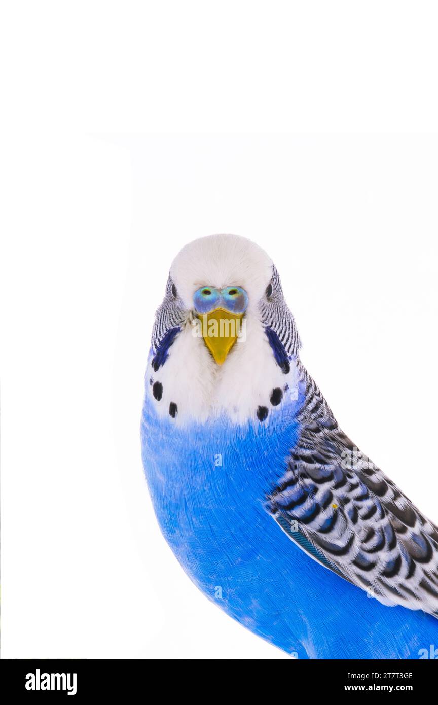 Australian budgerigar isolated on a white background Stock Photo - Alamy