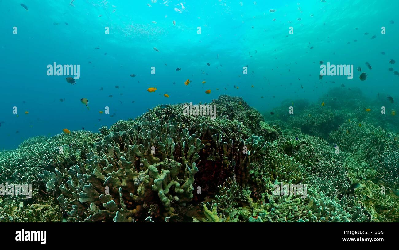 Underwater coral scene, colorful fish and corals. Marine sanctuary ...