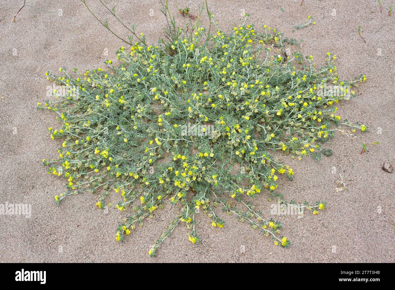 Sea medick (Medicago marina) is a perennial prostrate plant native to ...