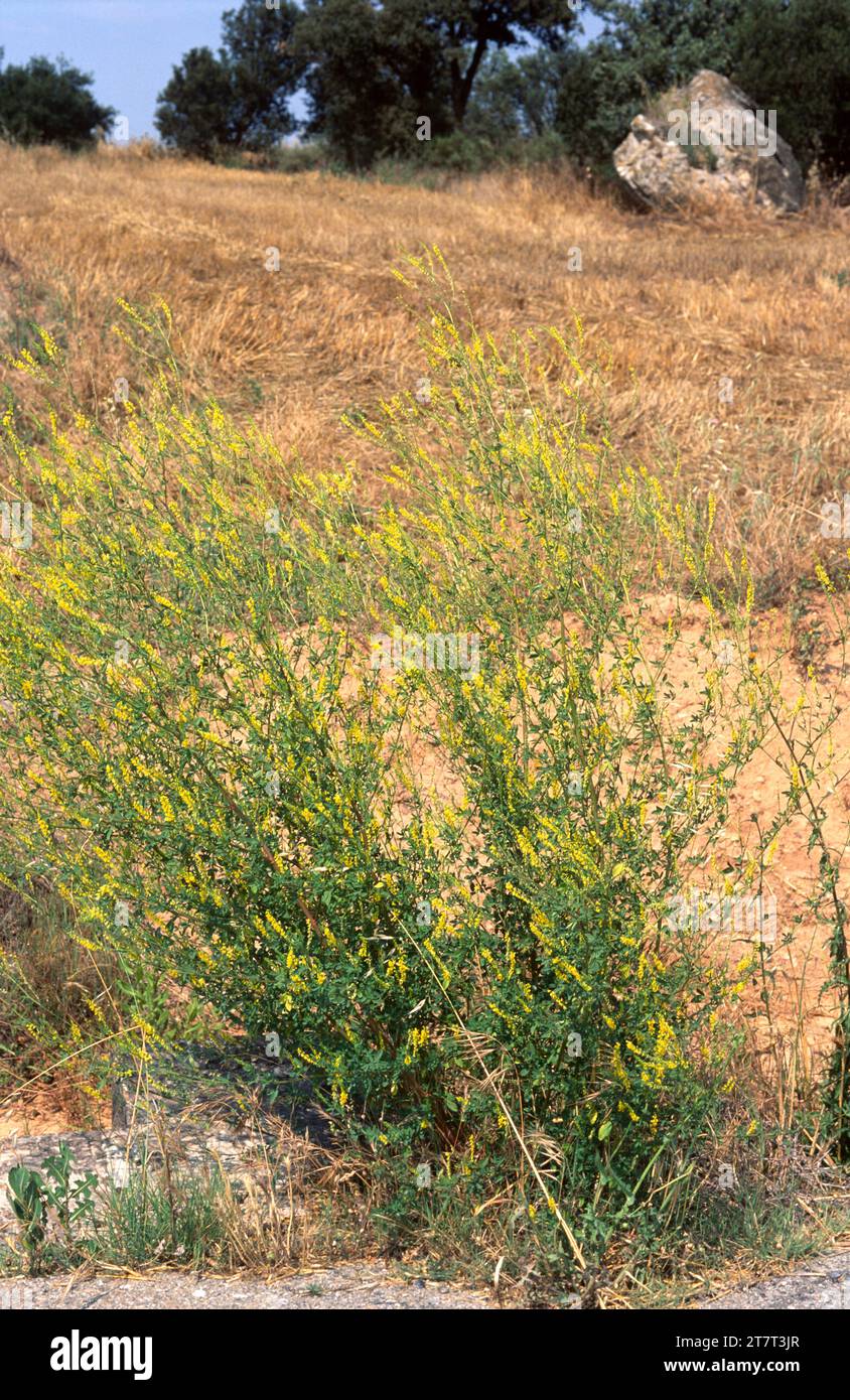 Sweet yellow clover or yellow melilot (Melilotus officinalis) is an ...