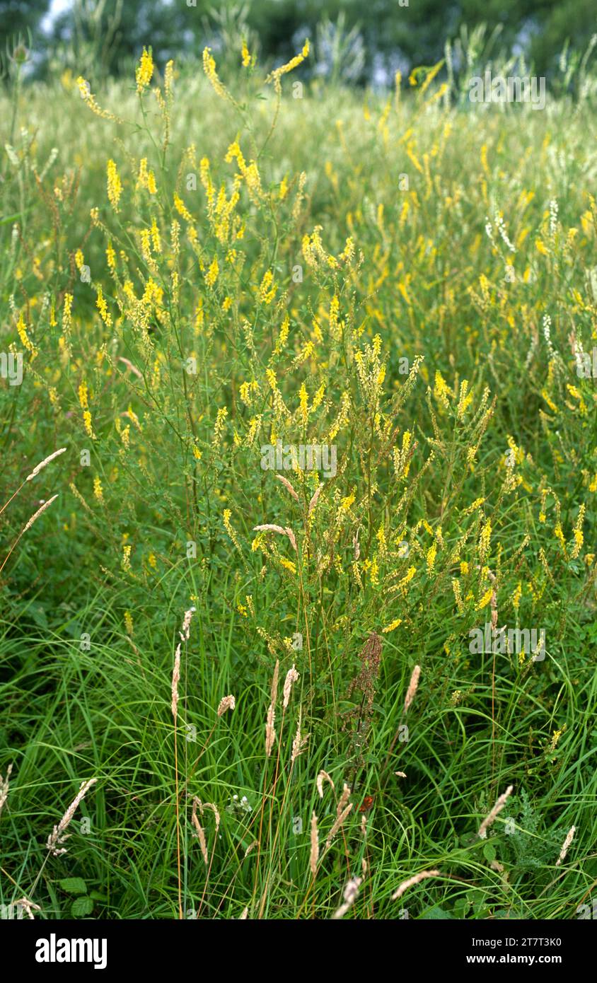 Sweet yellow clover or yellow melilot (Melilotus officinalis) is an ...