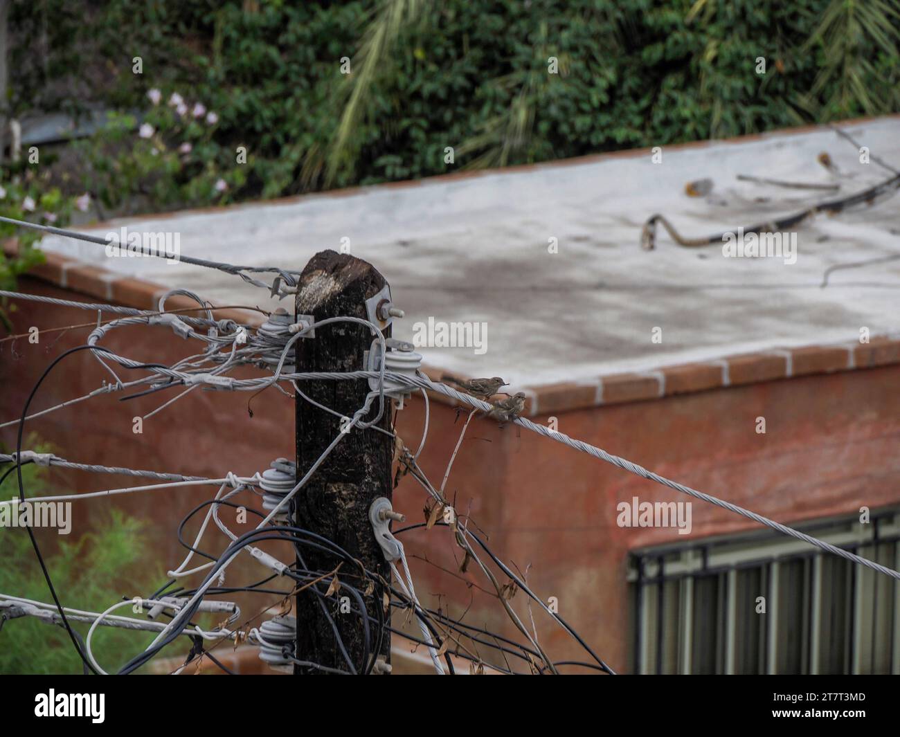 Birds on electric pole in La Paz city, Baja california sur, Mexico ...