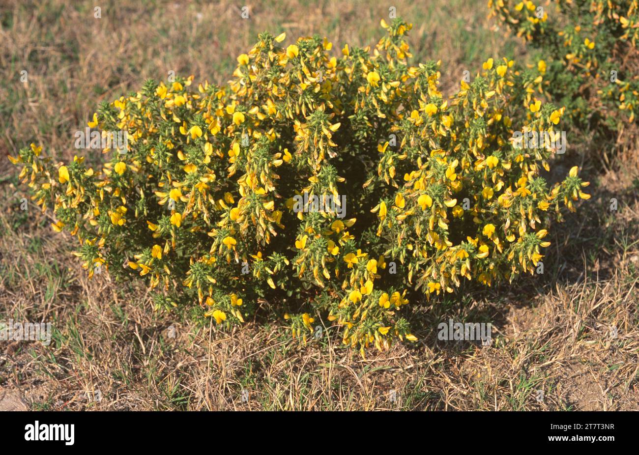 Hierba culebra hi-res stock photography and images - Alamy