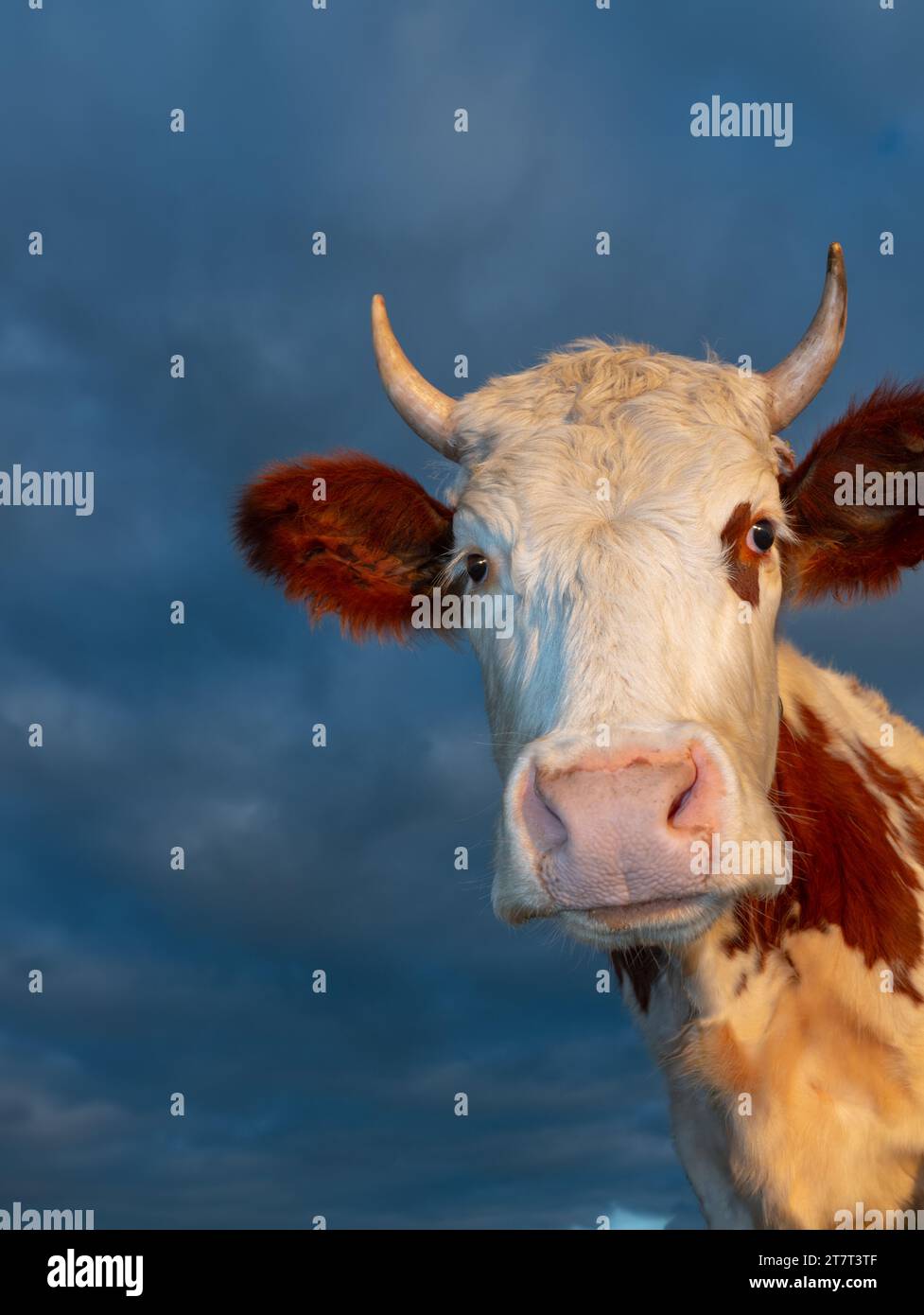 Grazing cow sun setting hi-res stock photography and images - Alamy